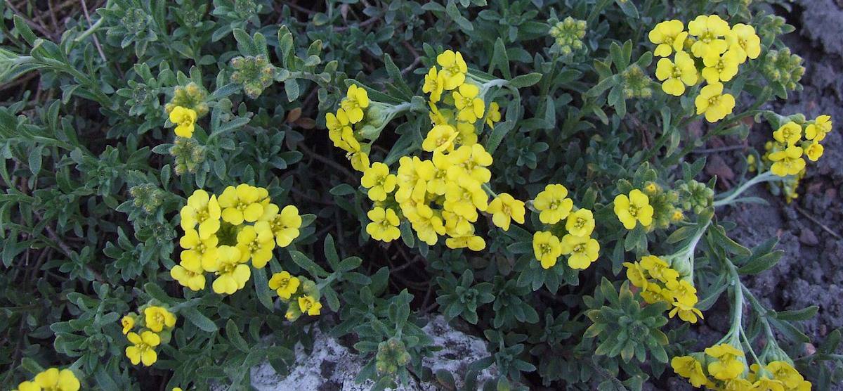 Estudian cultivar plantas que comen metales como futuro de la minería ...